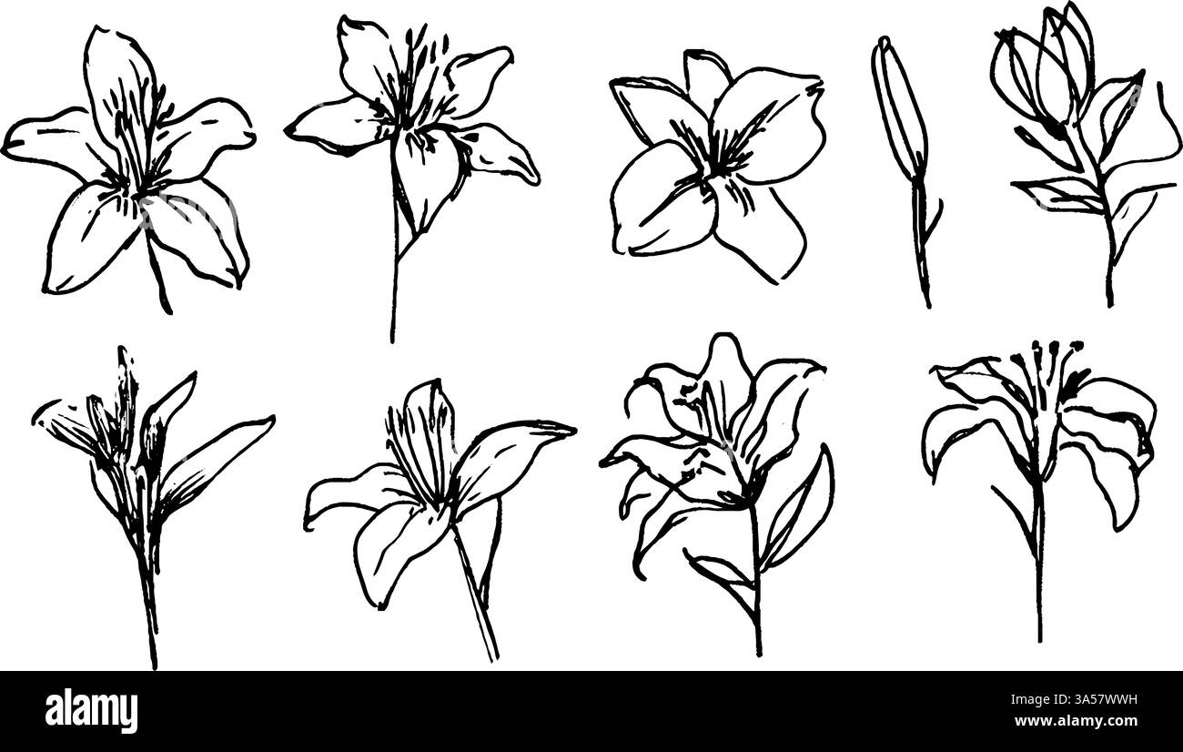 A collection of hand-drawn sketches of lilies, showcasing various ...