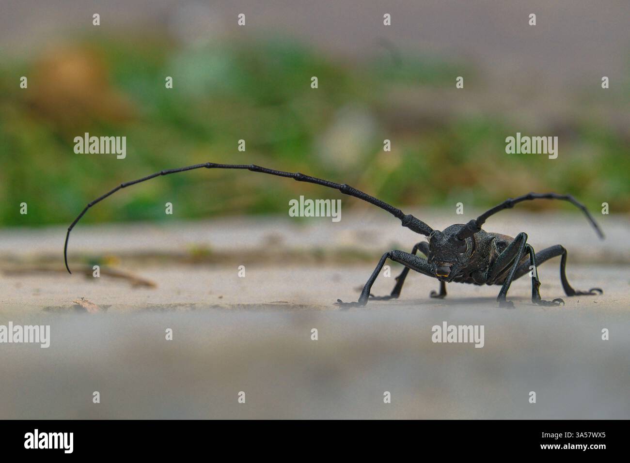Long horned insect captured in a garden Stock Photo - Alamy