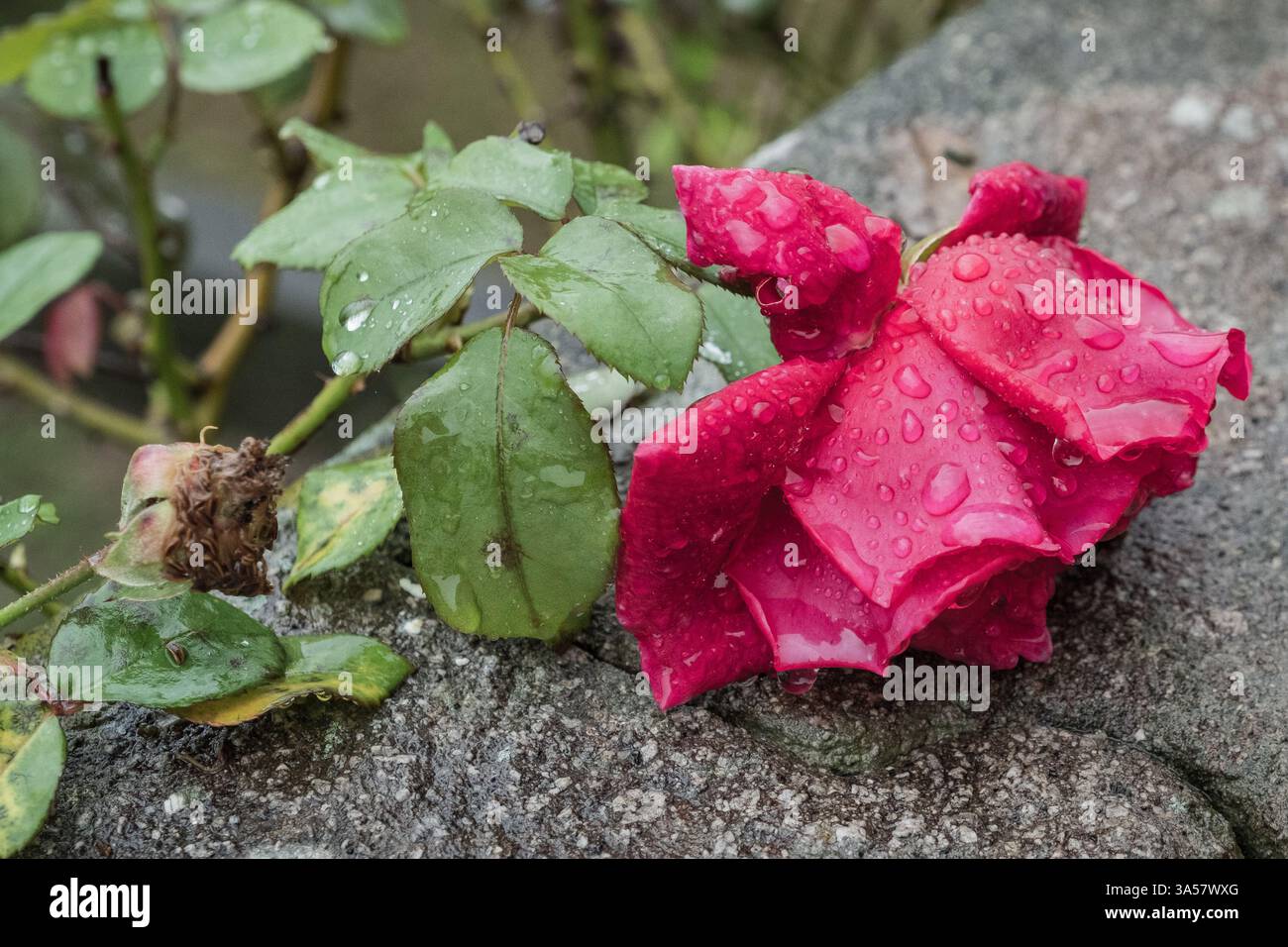 Dropped rose flower in the pouring rain Stock Photo - Alamy