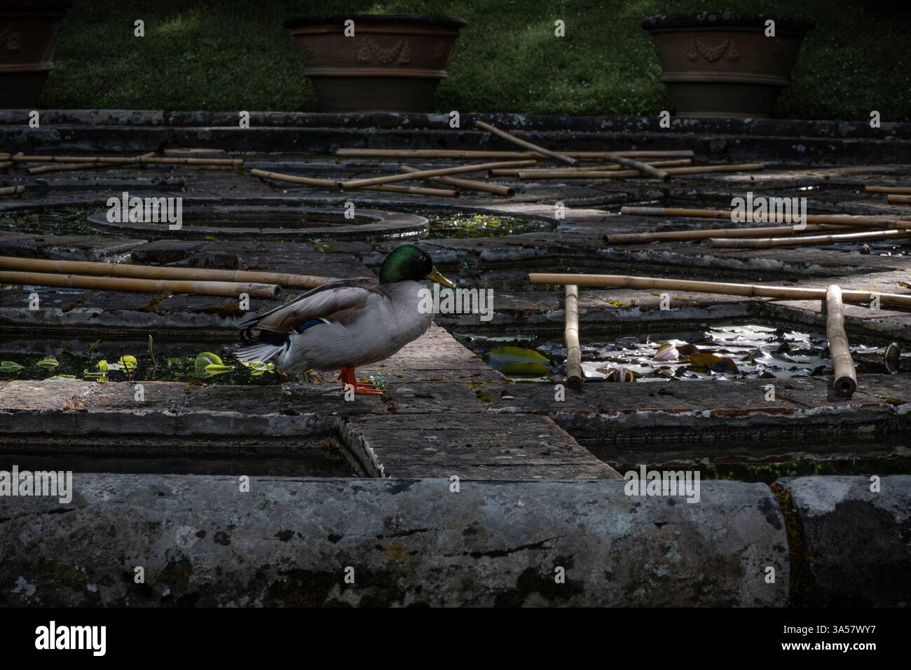 Duck couple in water lilies acquarium of a botanical garden Stock Photo ...