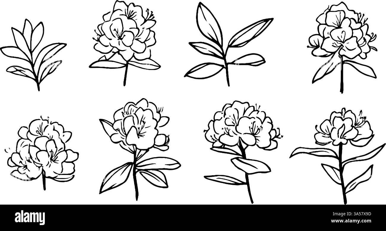 A collection of hand-drawn floral illustrations featuring various ...