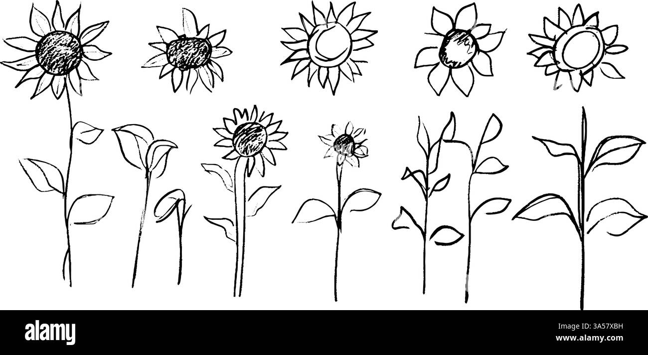 A collection of hand-drawn sunflowers and plant stems, showcasing ...