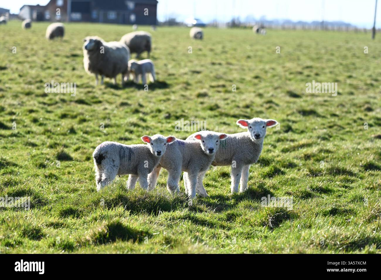 cute animal photos new spring lambs Stock Photo - Alamy