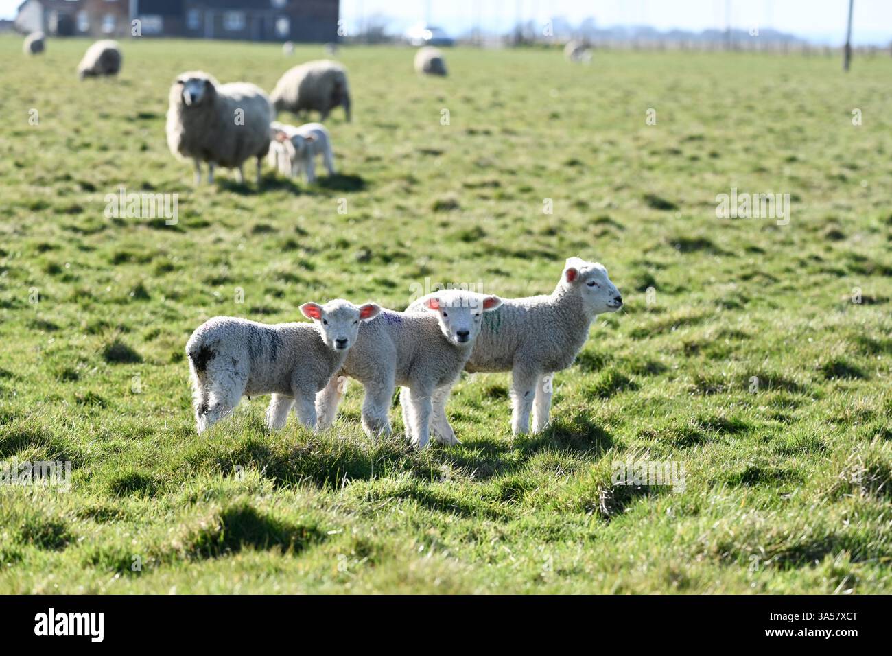 cute new lamb photos Stock Photo - Alamy