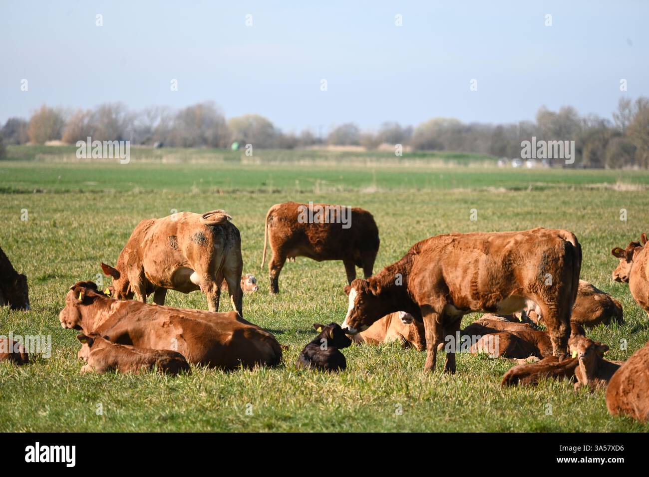 Cows in field spring hi-res stock photography and images - Alamy