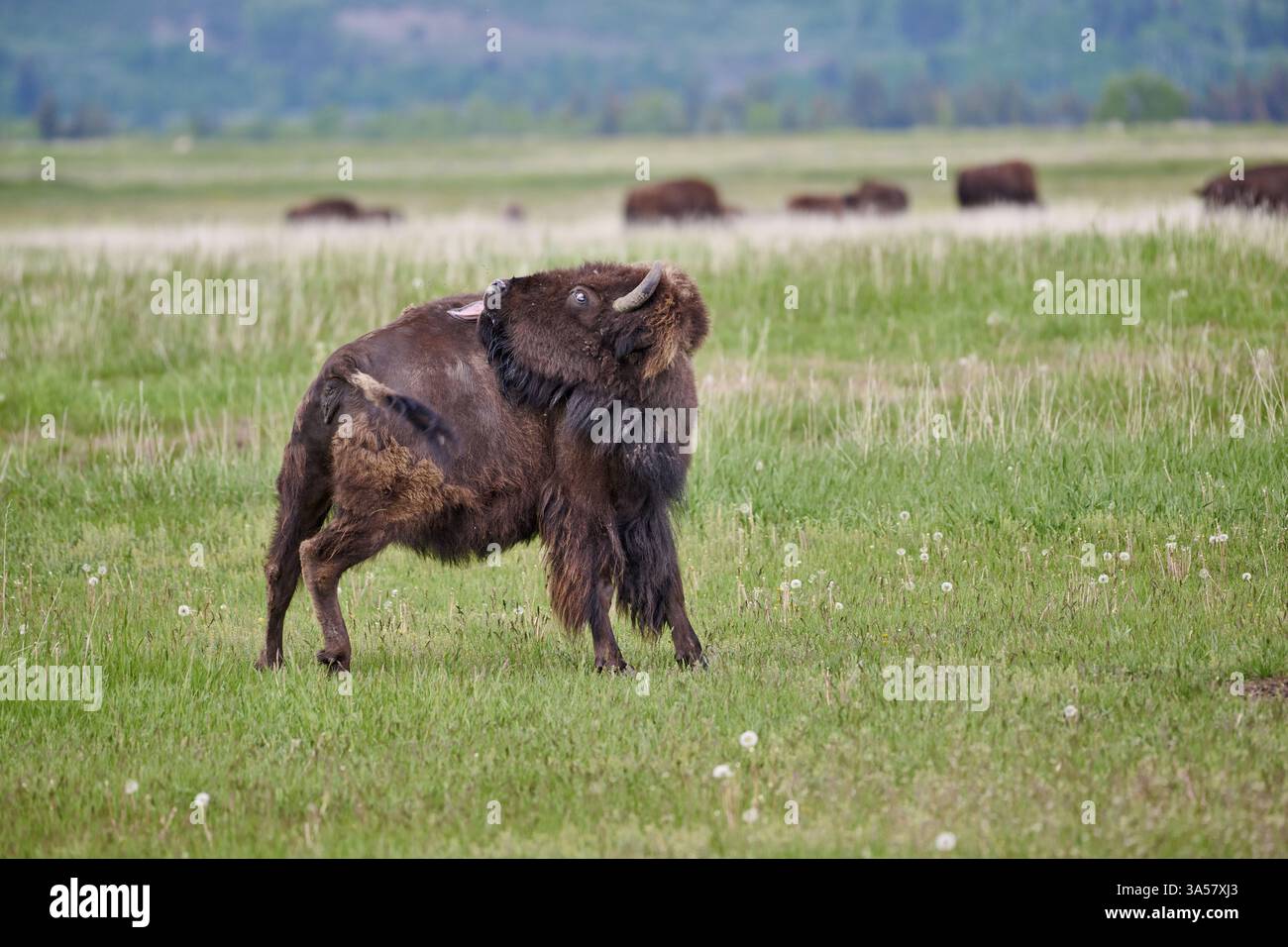 American bison buffalo scratches itch hi-res stock photography and ...