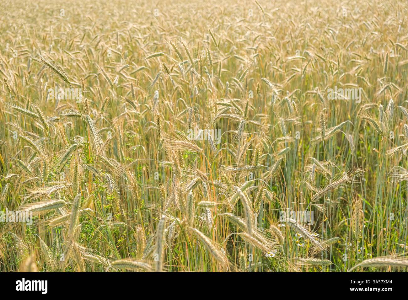 Wheat field swaying gently under the sunlight. Golden wheat stalks ...