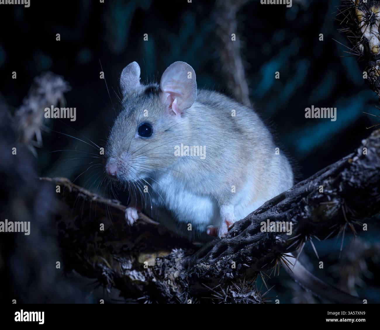 White-throated Woodrat, Socorro county, New Mexico, USA Stock Photo - Alamy