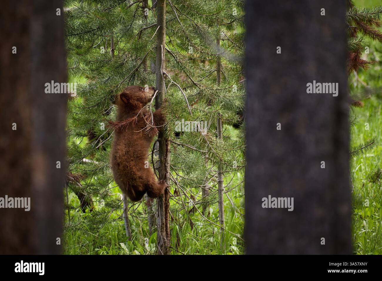American black bear Stock Photo - Alamy