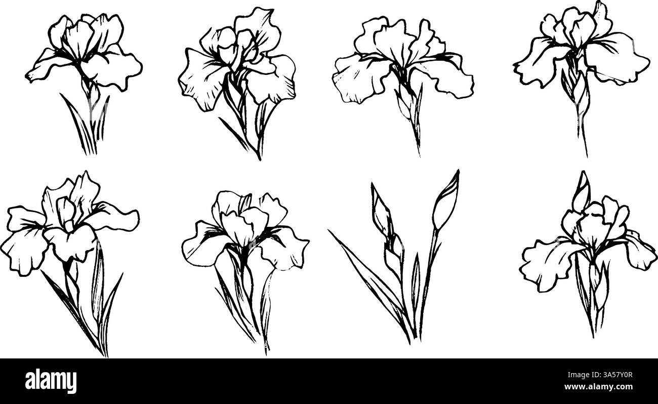 A collection of hand-drawn sketches of iris flowers, showcasing various ...