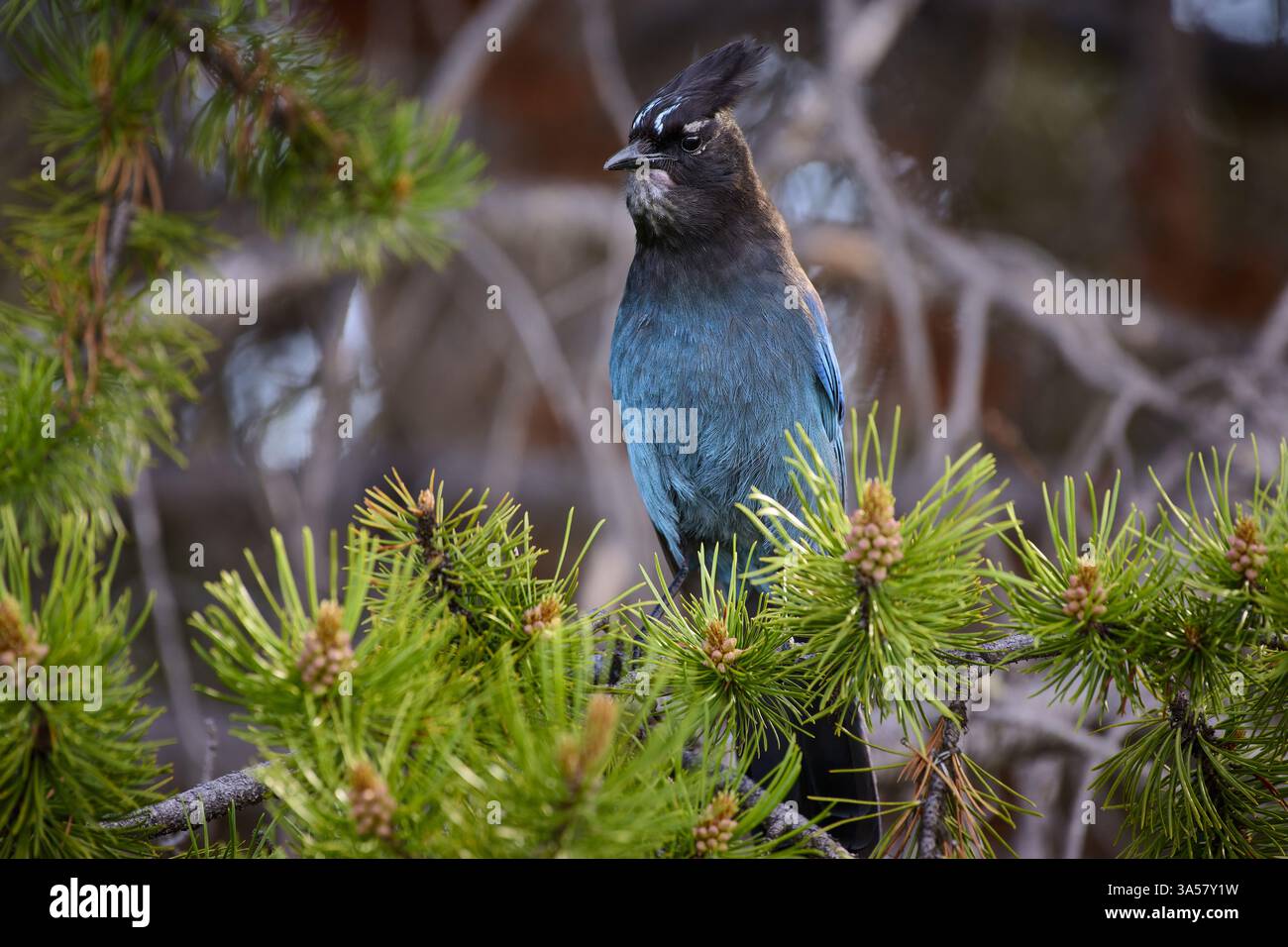 Long crested jays hi-res stock photography and images - Alamy