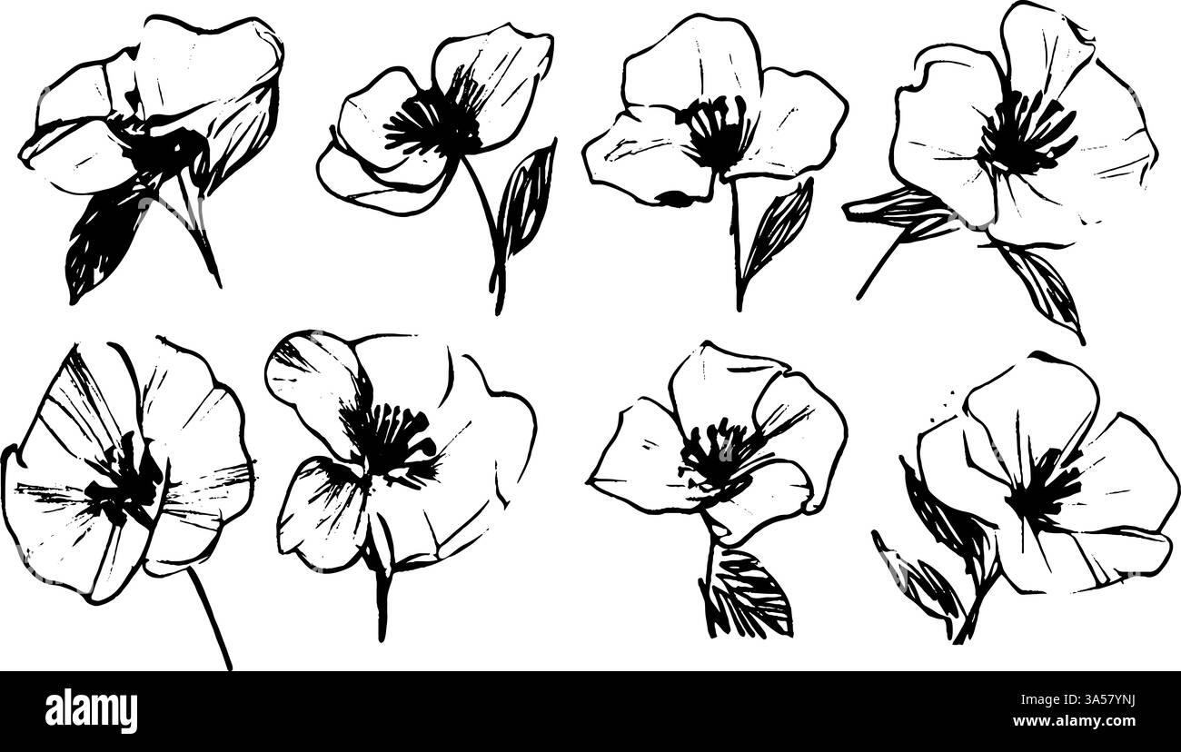 Hand-Drawn Poppy Flower Illustrations Stock Vector Image & Art - Alamy
