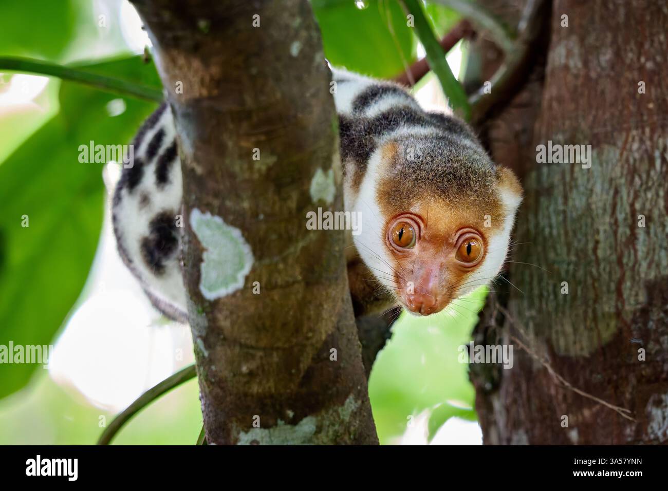 Waigeo cuscus hi-res stock photography and images - Alamy