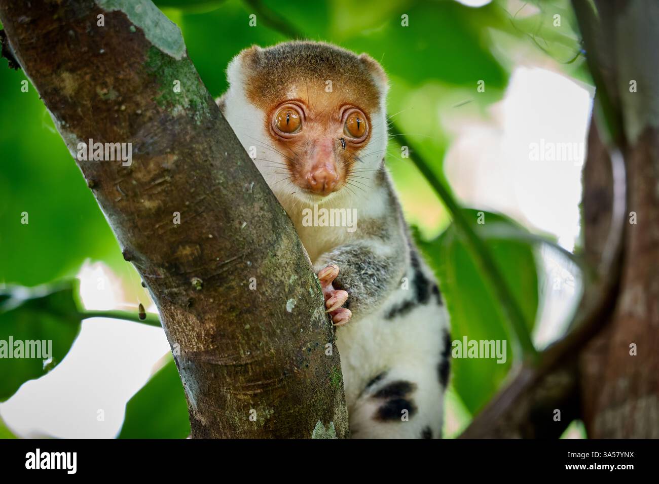 Spilocuscus papuensis hi-res stock photography and images - Alamy