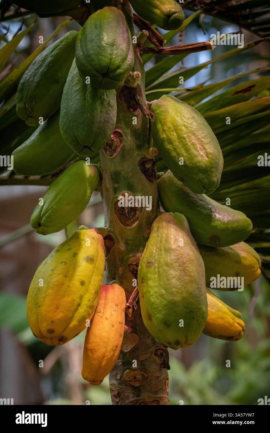 Fresh papaya fruits attached to the papaya tree. The papaya tree ...