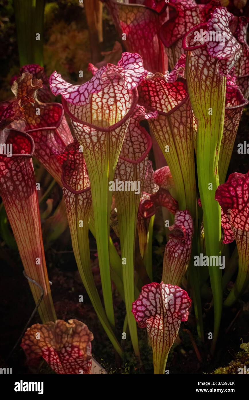 Sarracenia leucophylla (American Pitcher Plant). Bizarre almost alien ...