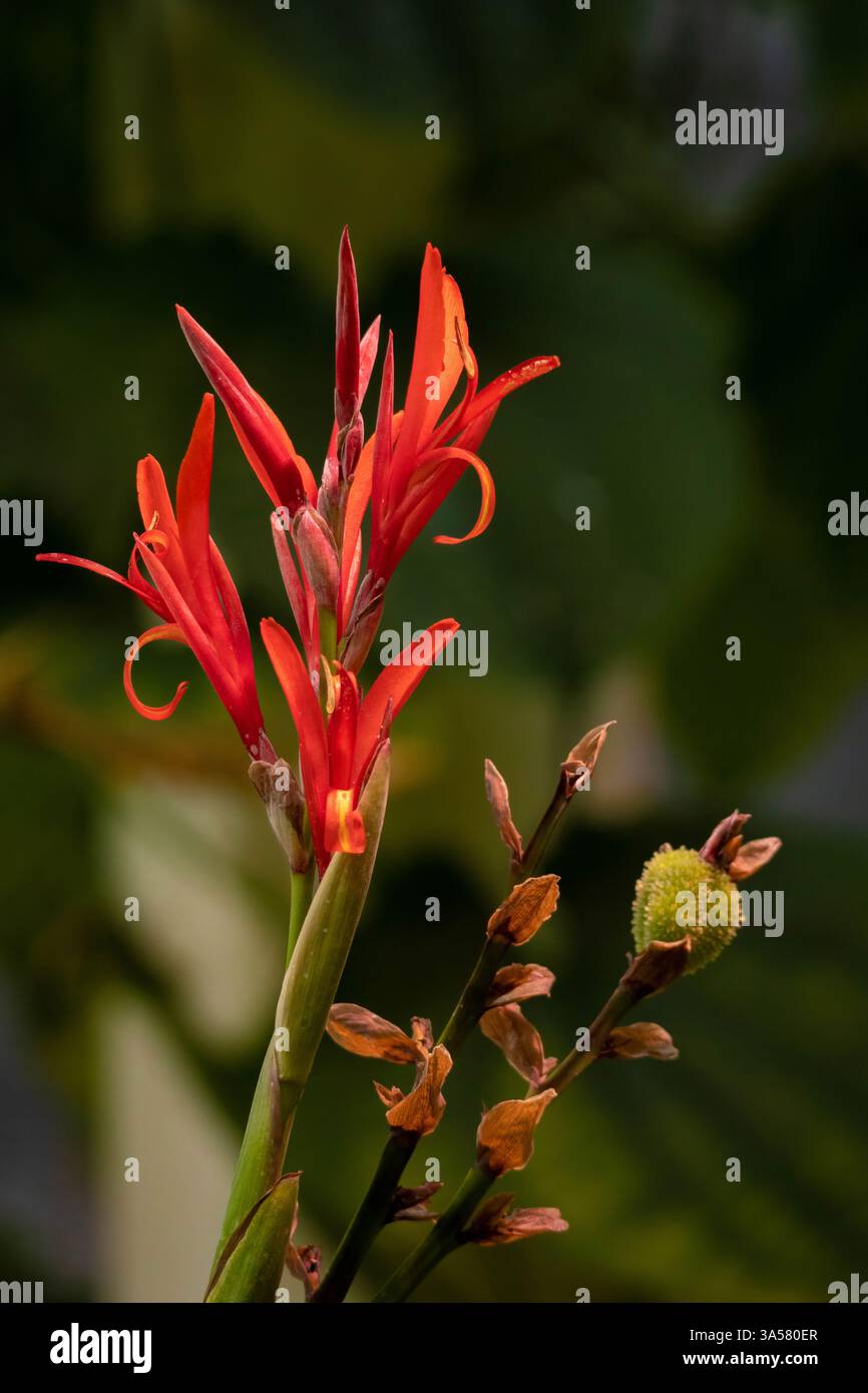 Canna indica flower, commonly known as Indian shot, African arrowroot ...