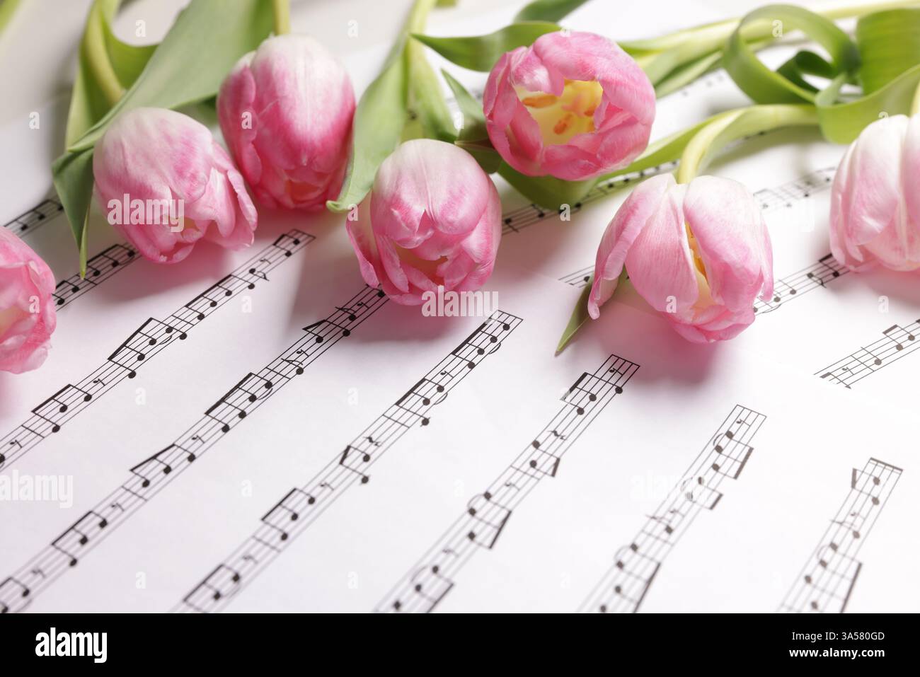 Beautiful tulips on sheets with music notes, closeup Stock Photo - Alamy