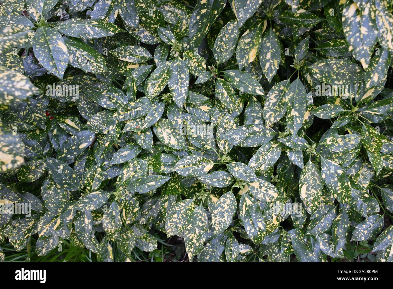 A plant with yellow spots on it. The spots are small and scattered. The ...