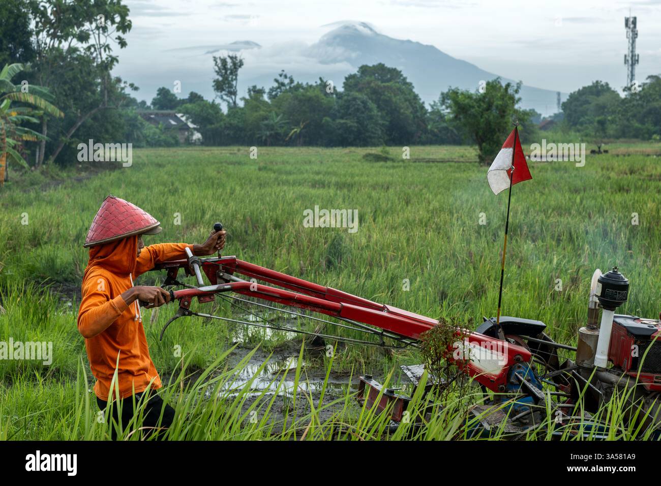 Indonesian farmer plowing rice field with two-wheeled tractor near ...
