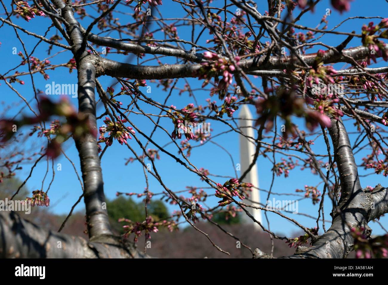 With the Washington Monument in the background, cherry trees are ...