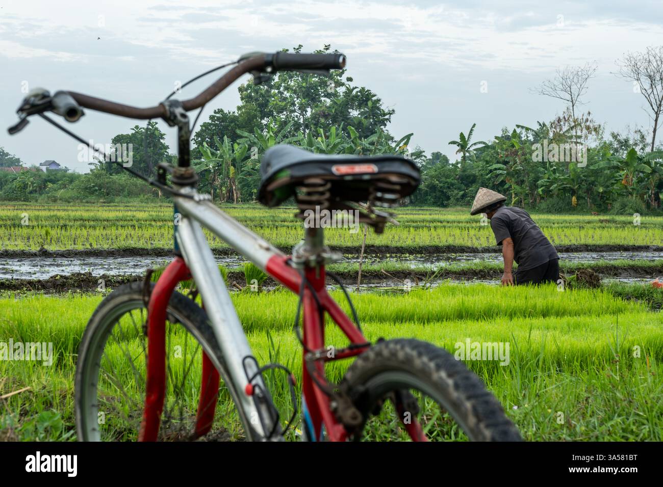 Old bicycle stands in front of javanese rice paddy with farmer working ...