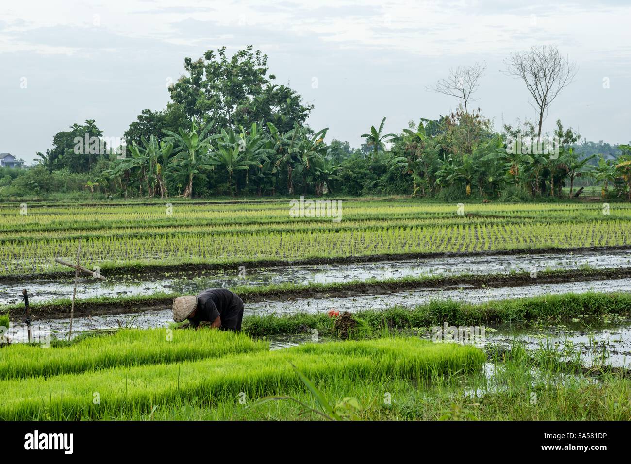 Work in the rice paddies hi-res stock photography and images - Alamy