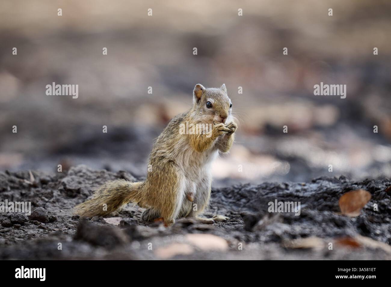 Smith's bush squirrel Stock Photo - Alamy