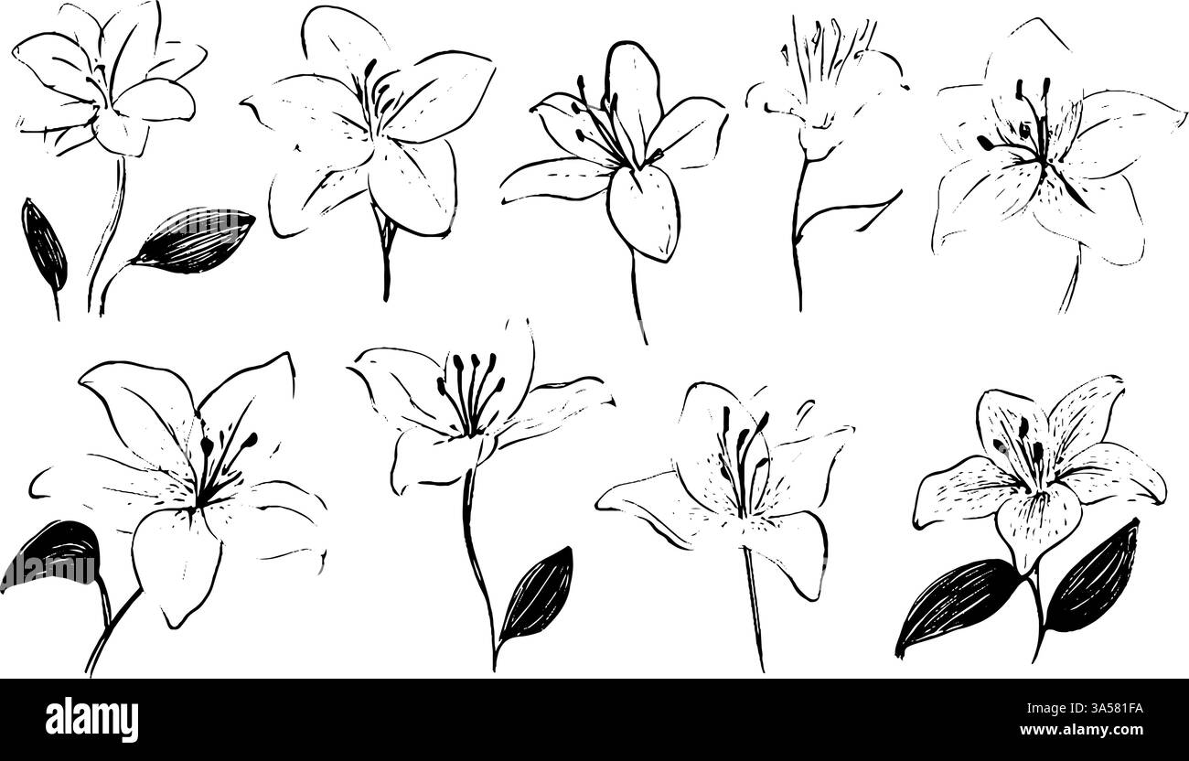 Delicate floral features Black and White Stock Photos & Images - Alamy