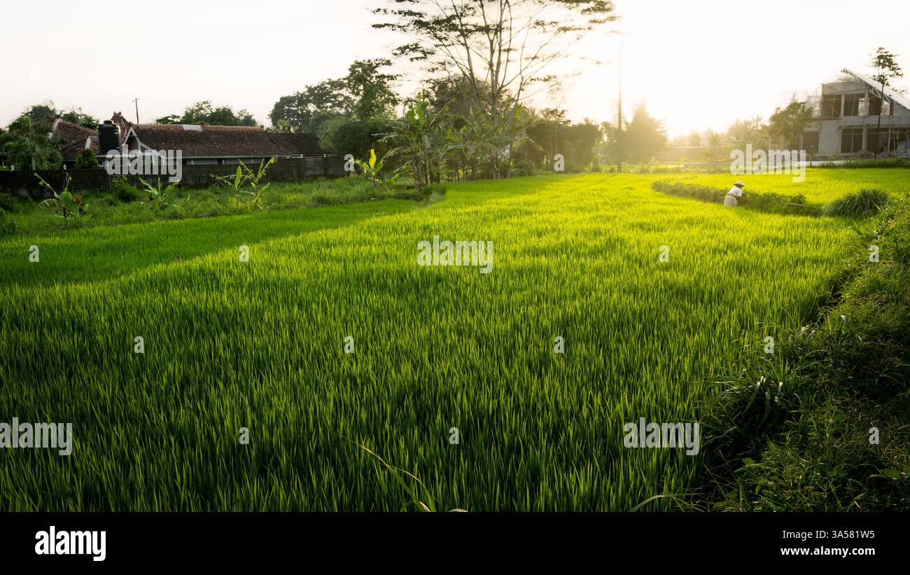 Farmer working in field sunset hi-res stock photography and images - Alamy
