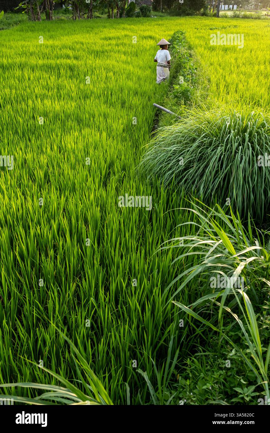 Javanese farmer walking through rice paddy in indonesia Stock Photo - Alamy
