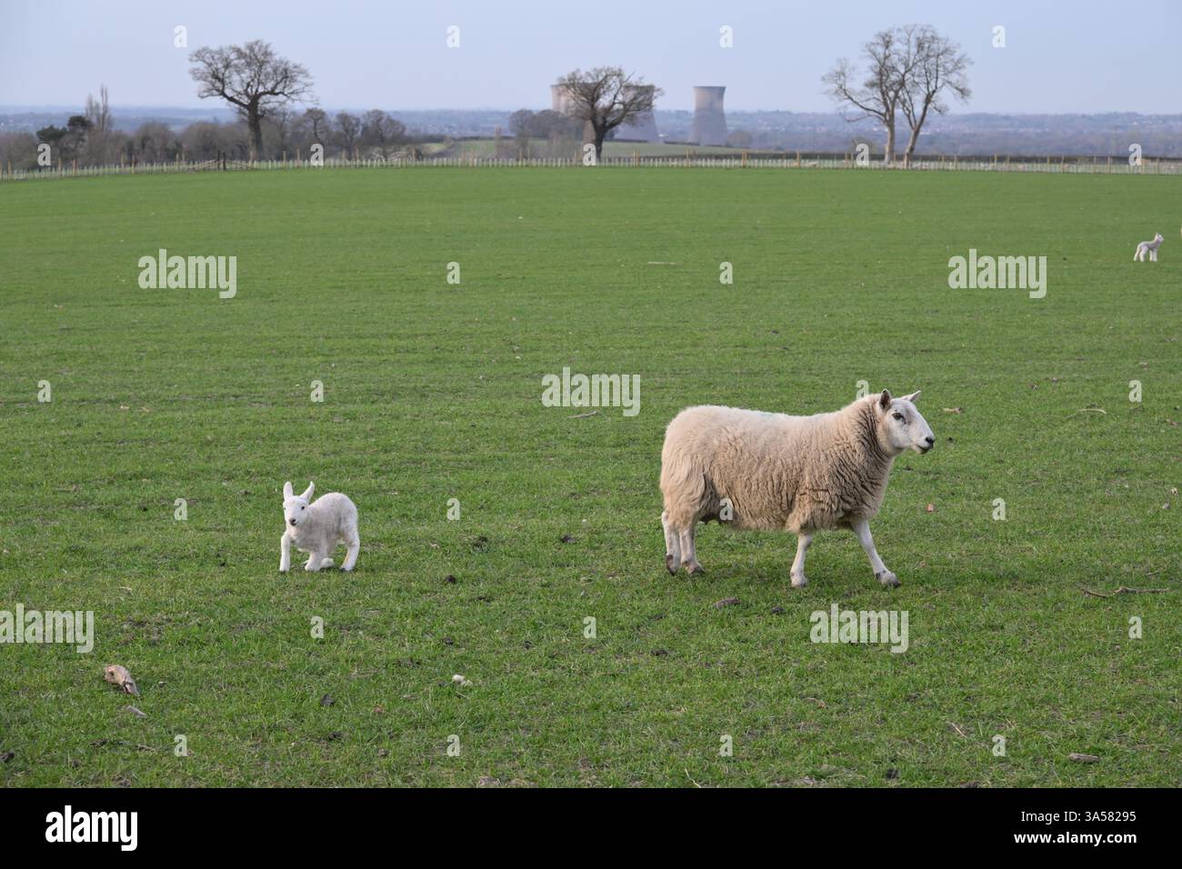A mother sheep and her baby sheep are walking through a grassy field ...