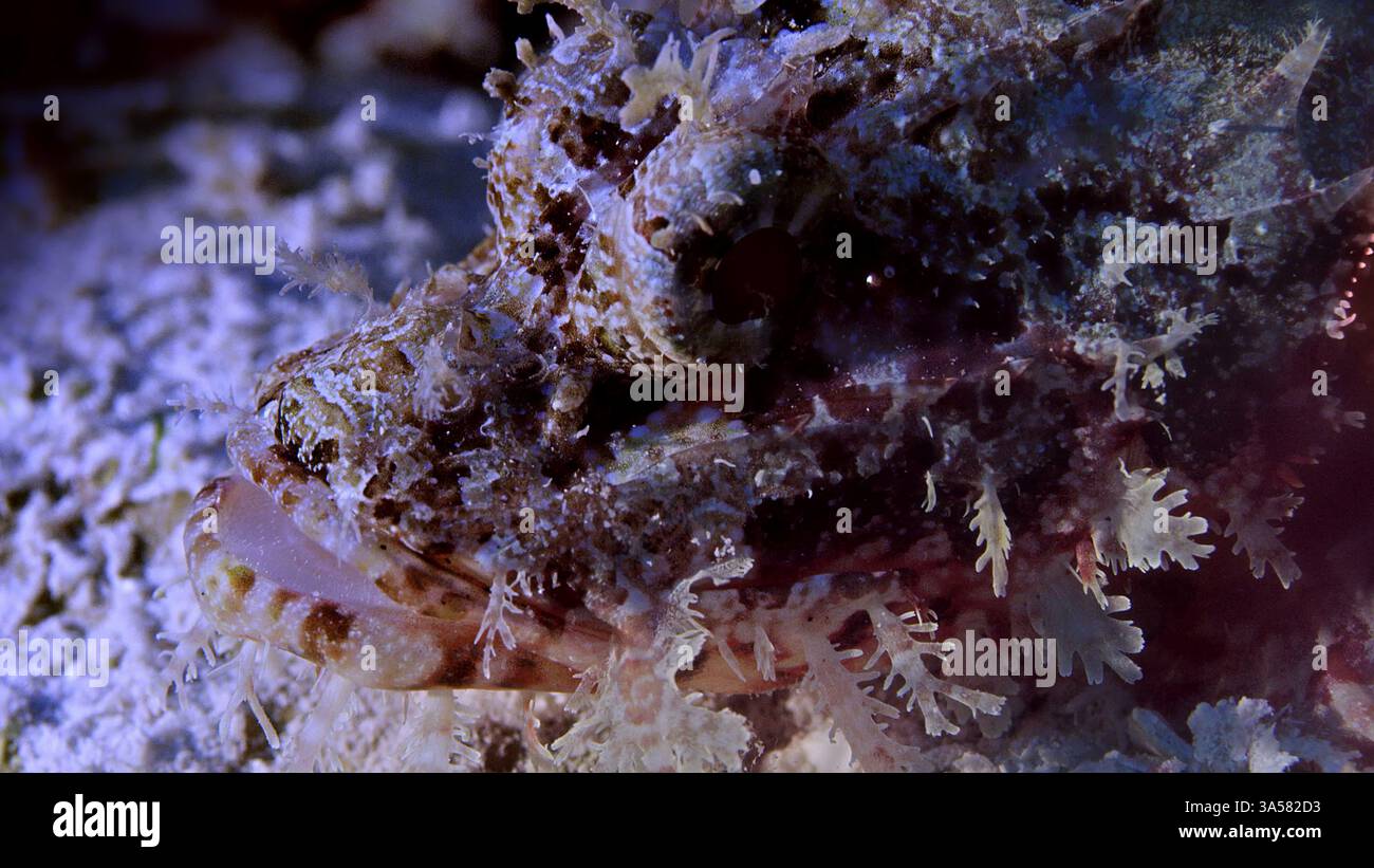 Macro of a Bearded Scorpionfish (Scorpaenopsis) barbatus, Raja Ampat ...