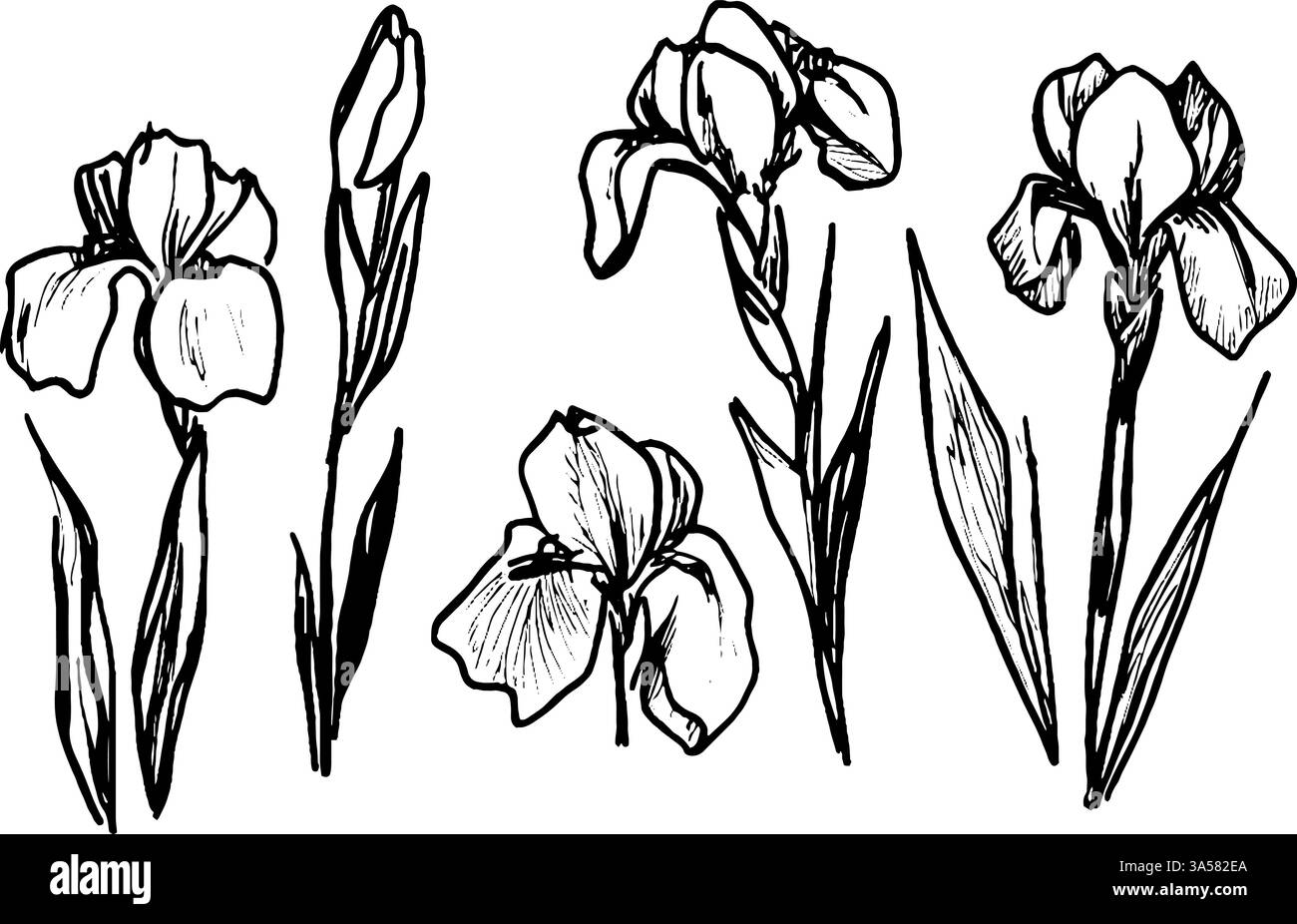A collection of hand-drawn iris flowers in various stages of bloom ...