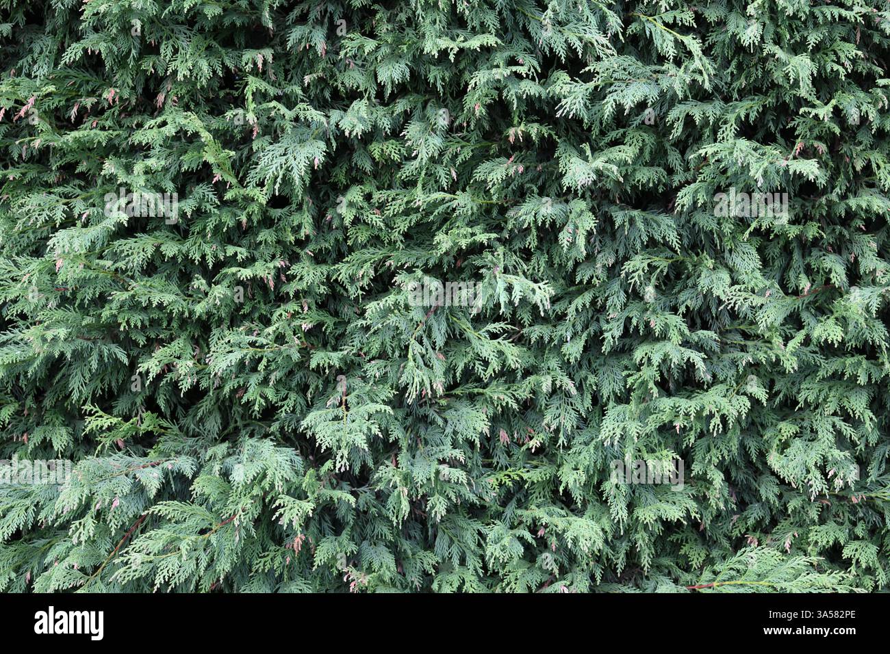 A lush green hedge with many branches and leaves, creating a dense and ...