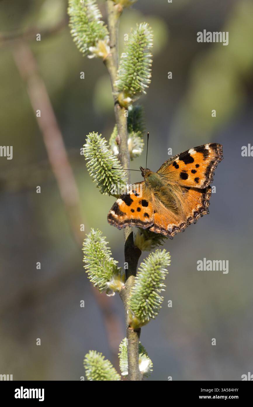 Nymphalis polychloros aka The large tortoiseshell or blackleg ...