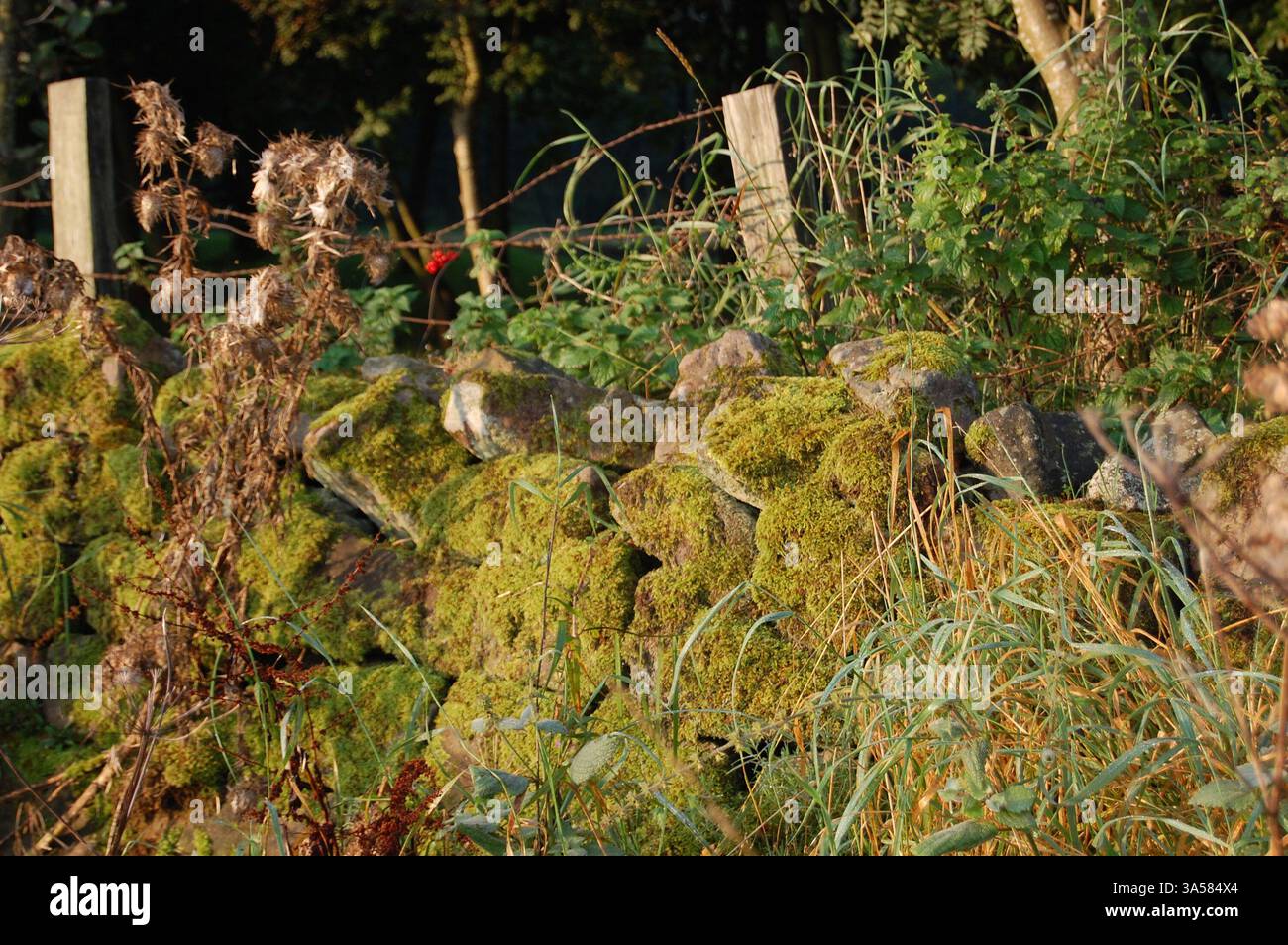 A tangle of vegetation and a moss-covered dry stone wall mark the ...