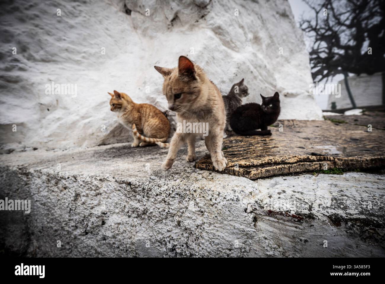 Tomb and shrine of Moulay Abdeslam ben Mchich, Moroccan Sufi saint ...