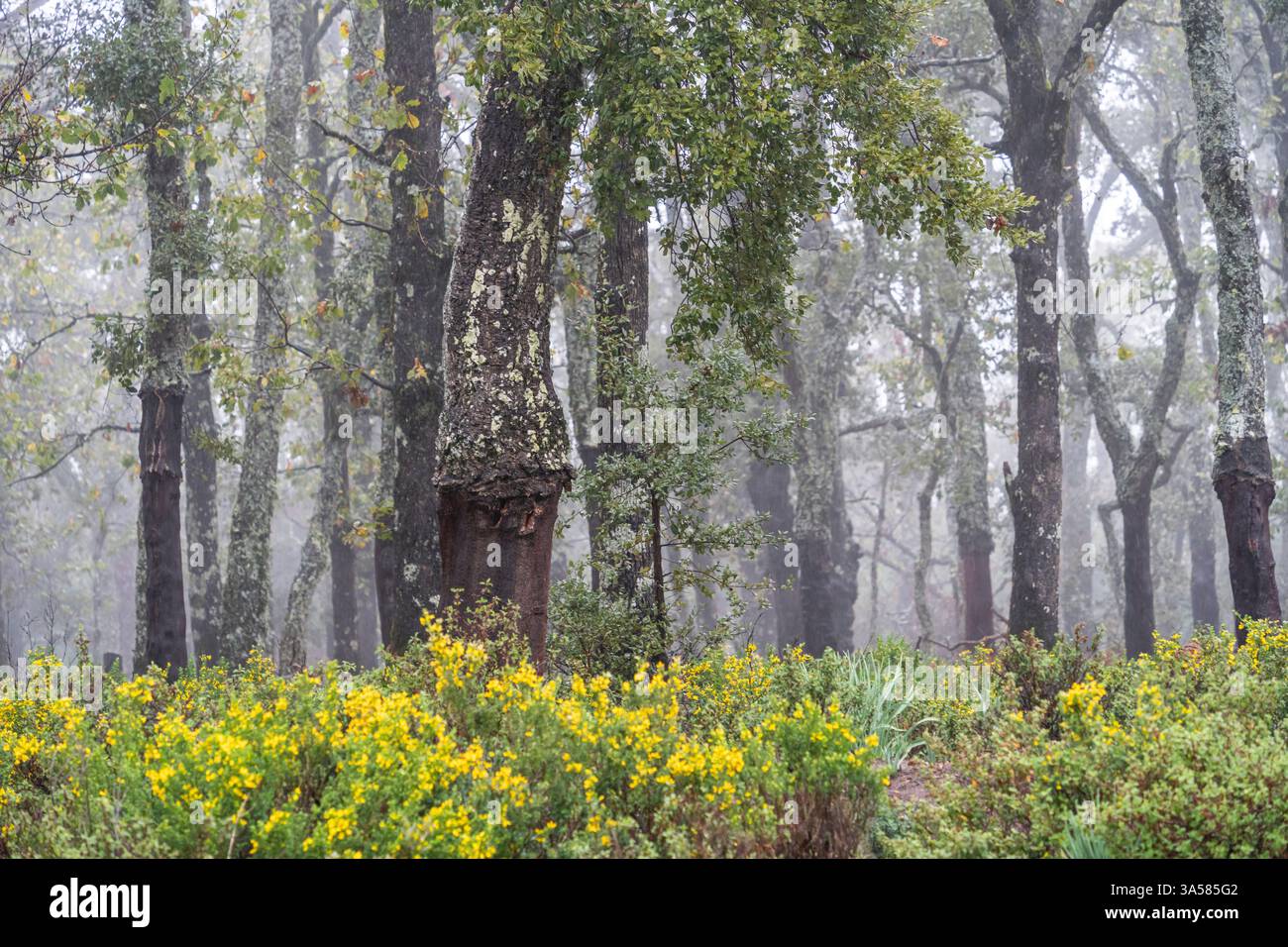 Cork oak forest, Quercus suber, near Moulay Abdeslam, Rift mountains ...