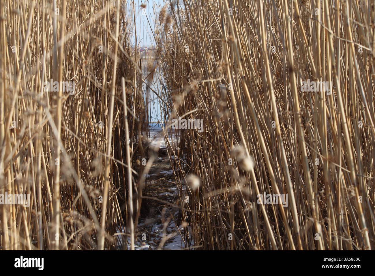 Reed frame hi-res stock photography and images - Alamy