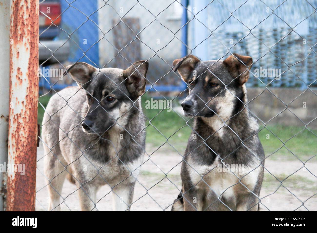Dogs sit and stand behind the fence waiting Stock Photo - Alamy