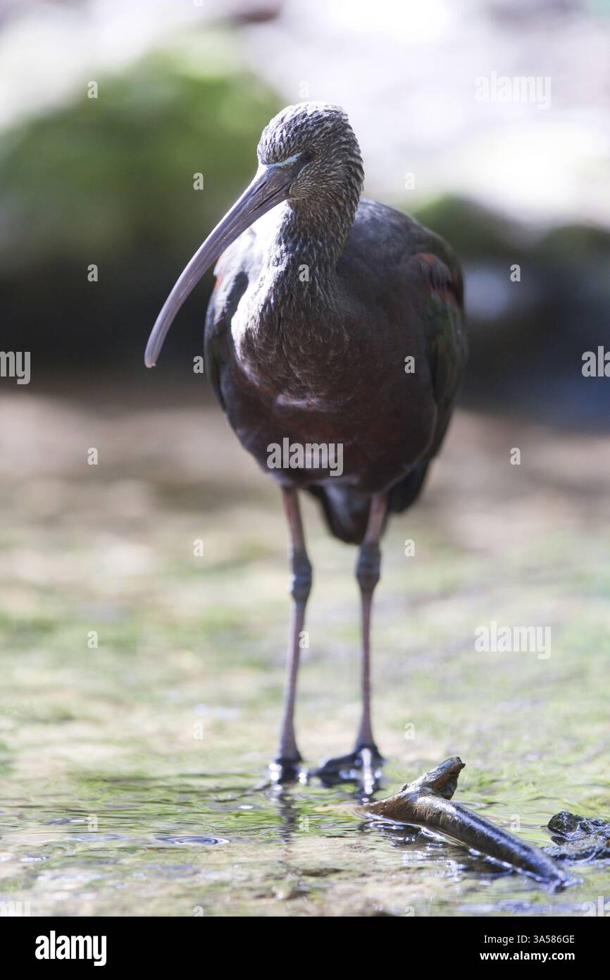 Ibis bath hi-res stock photography and images - Alamy