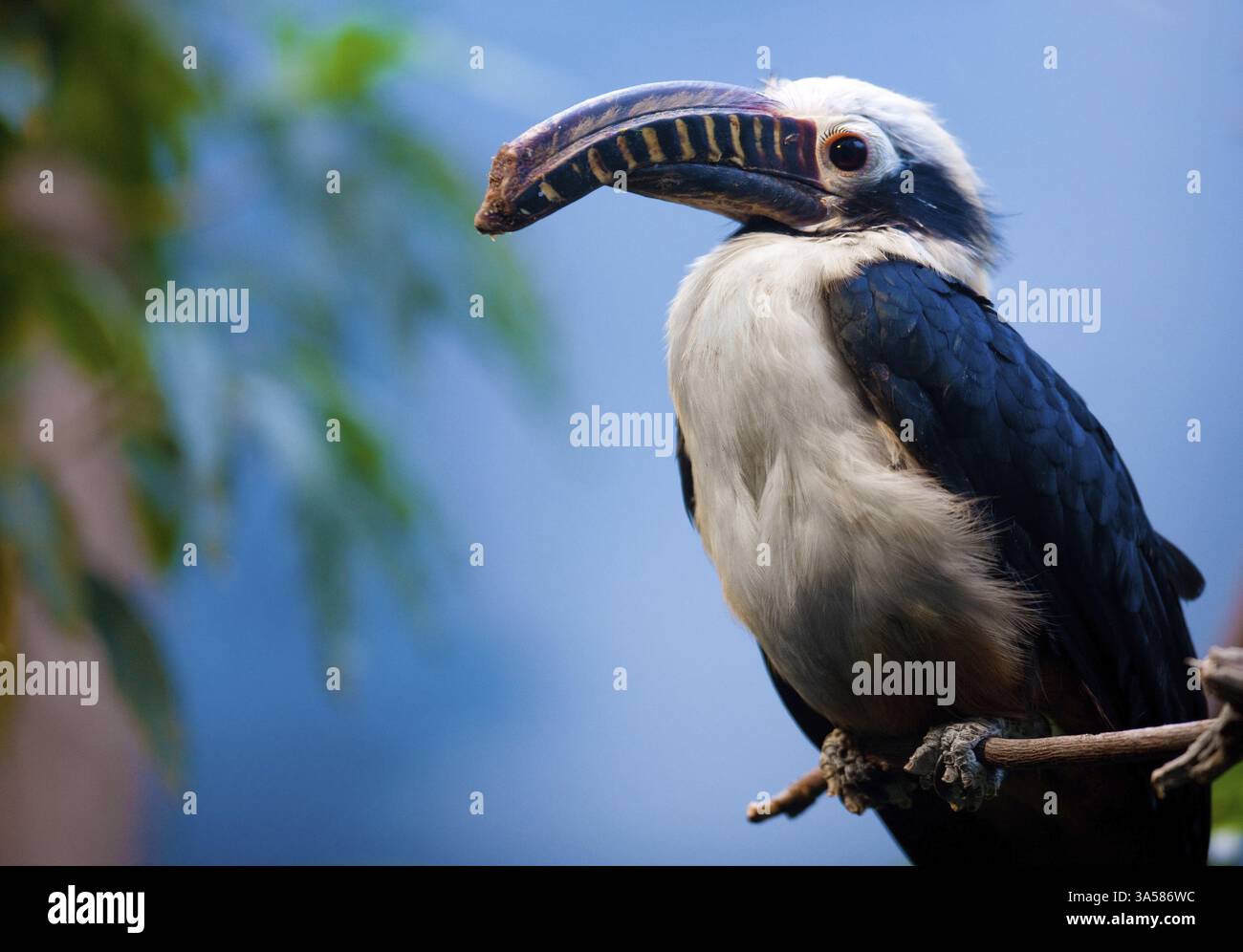 Tarictic hornbills hi-res stock photography and images - Alamy
