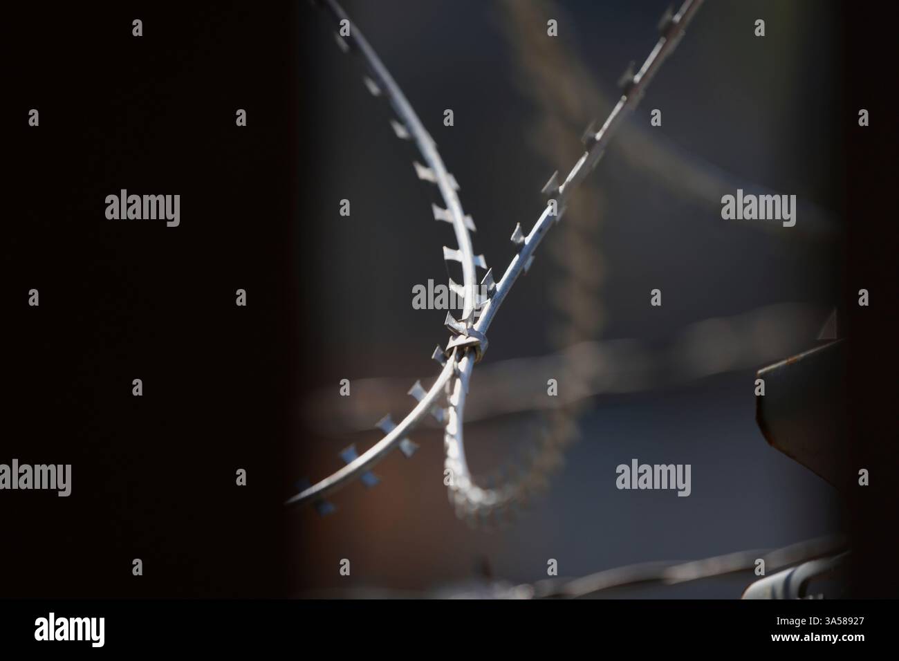 Newly installed concertina wire lines a section of one of two border ...