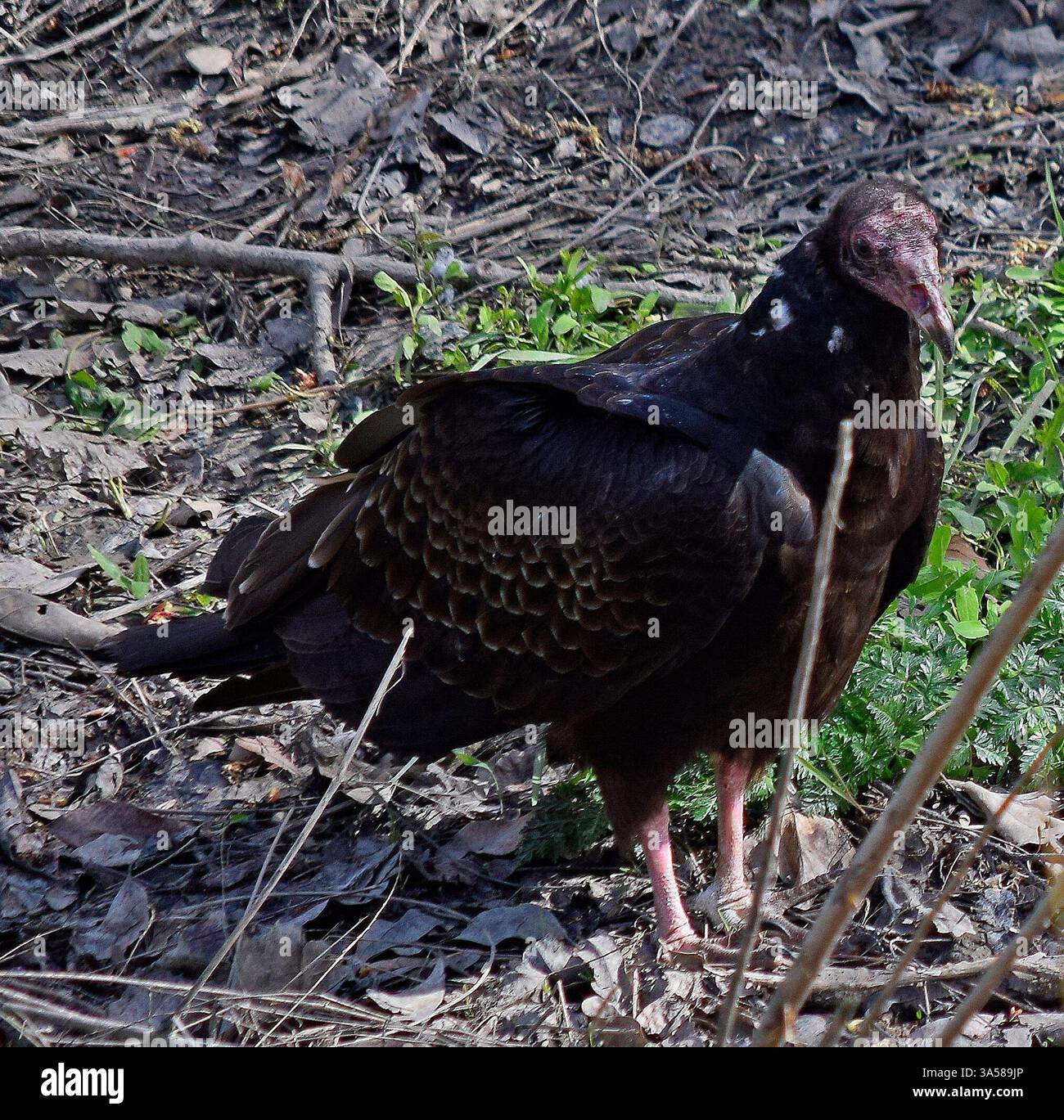 Old alameda creek trail hi-res stock photography and images - Alamy