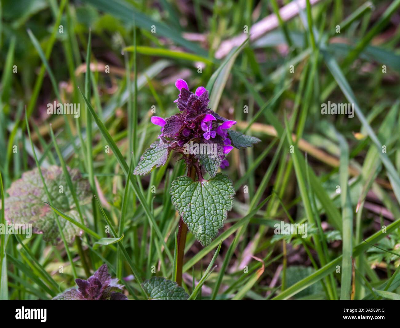 Purple dead nettle, Lamium purpureum, in flower Stock Photo - Alamy