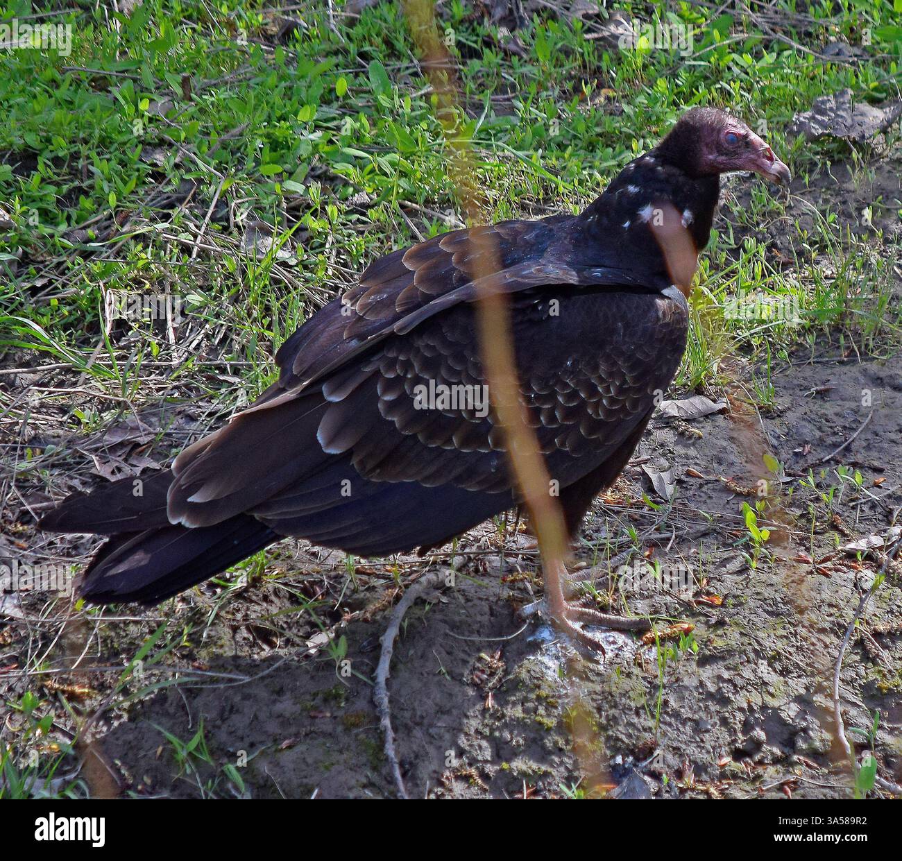 turkey vulture along the Old Alameda Creek Trail in Union City ...