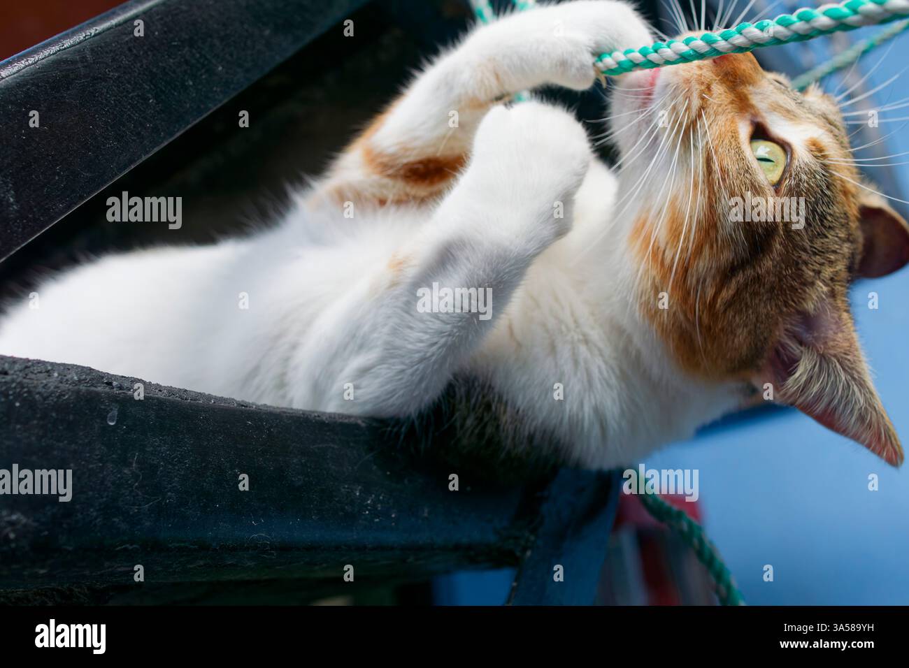 Calico cat playing with cord used to hang laundry in Jinotega ...