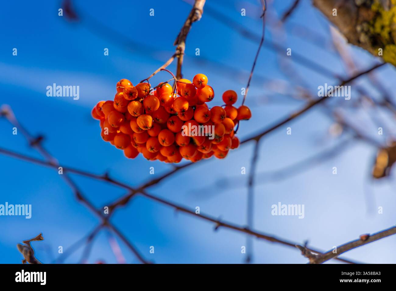 Rowan berries on a tree. Red berry in autumn in the wild nature growing ...