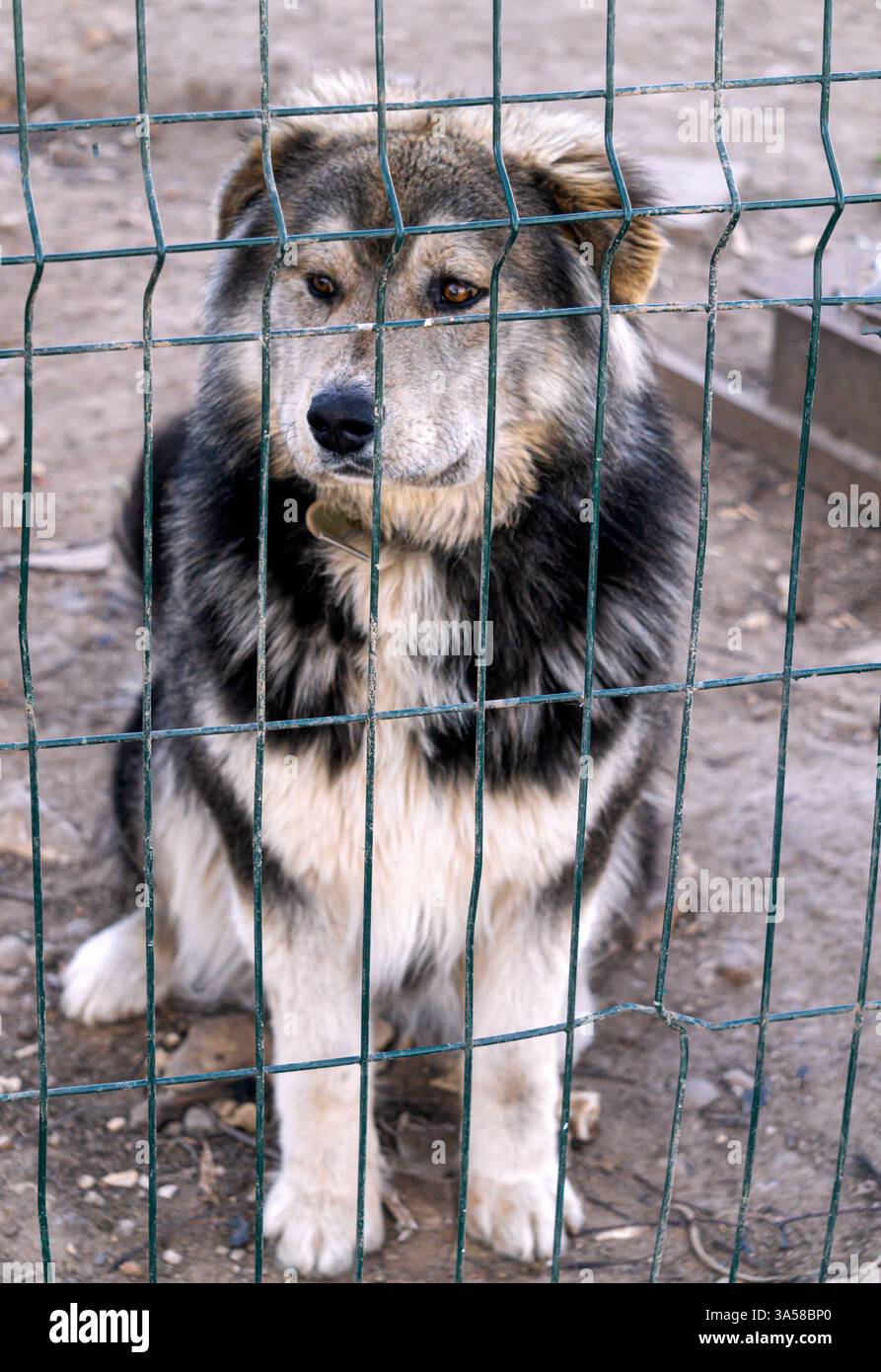A young husky puppy looks through a chain link fence Stock Photo - Alamy